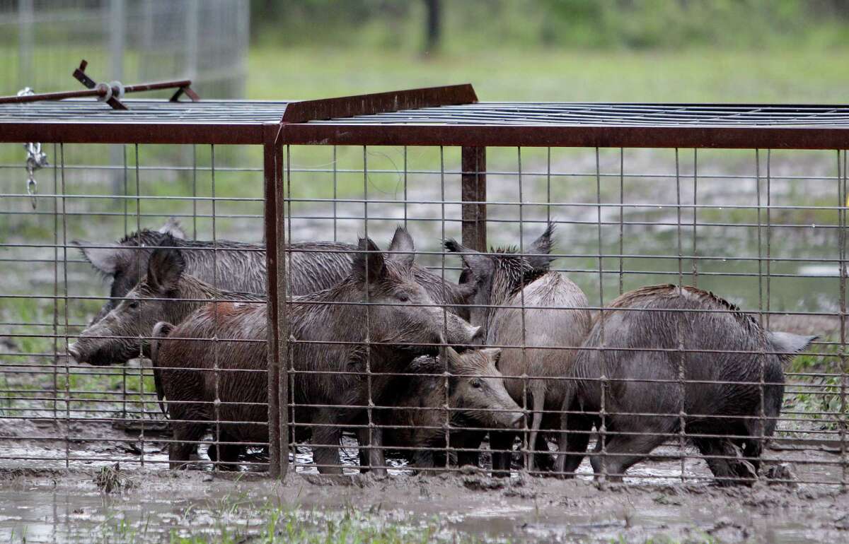 Feral hog capture program aims to protect waterways, feed poor