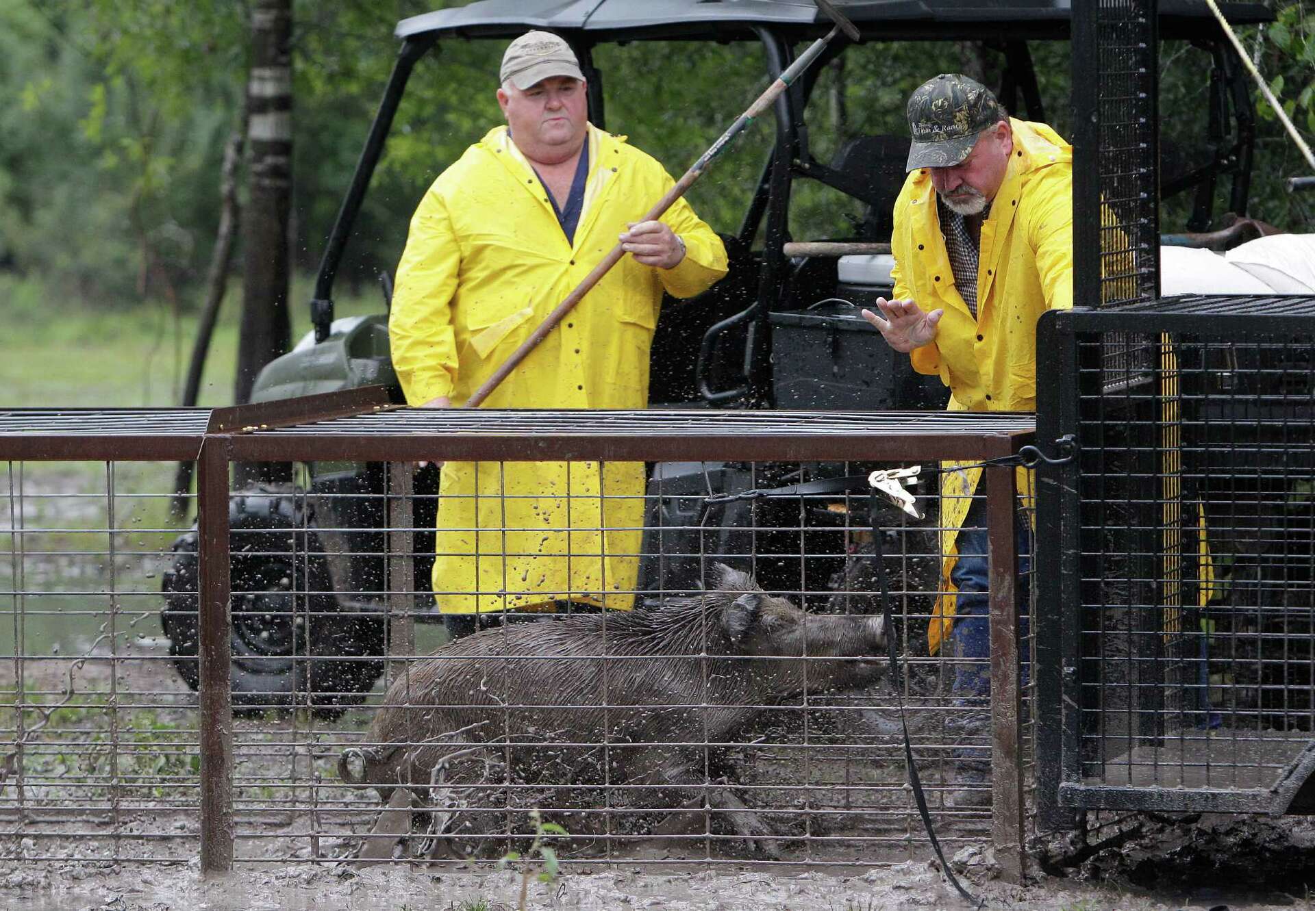 Feral hog capture program aims to protect waterways, feed poor