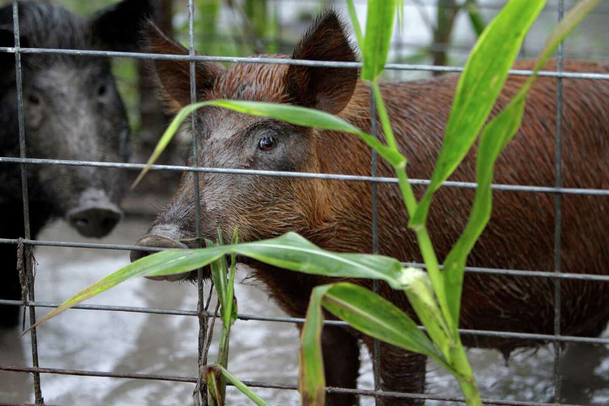 Feral hog capture program aims to protect waterways, feed poor