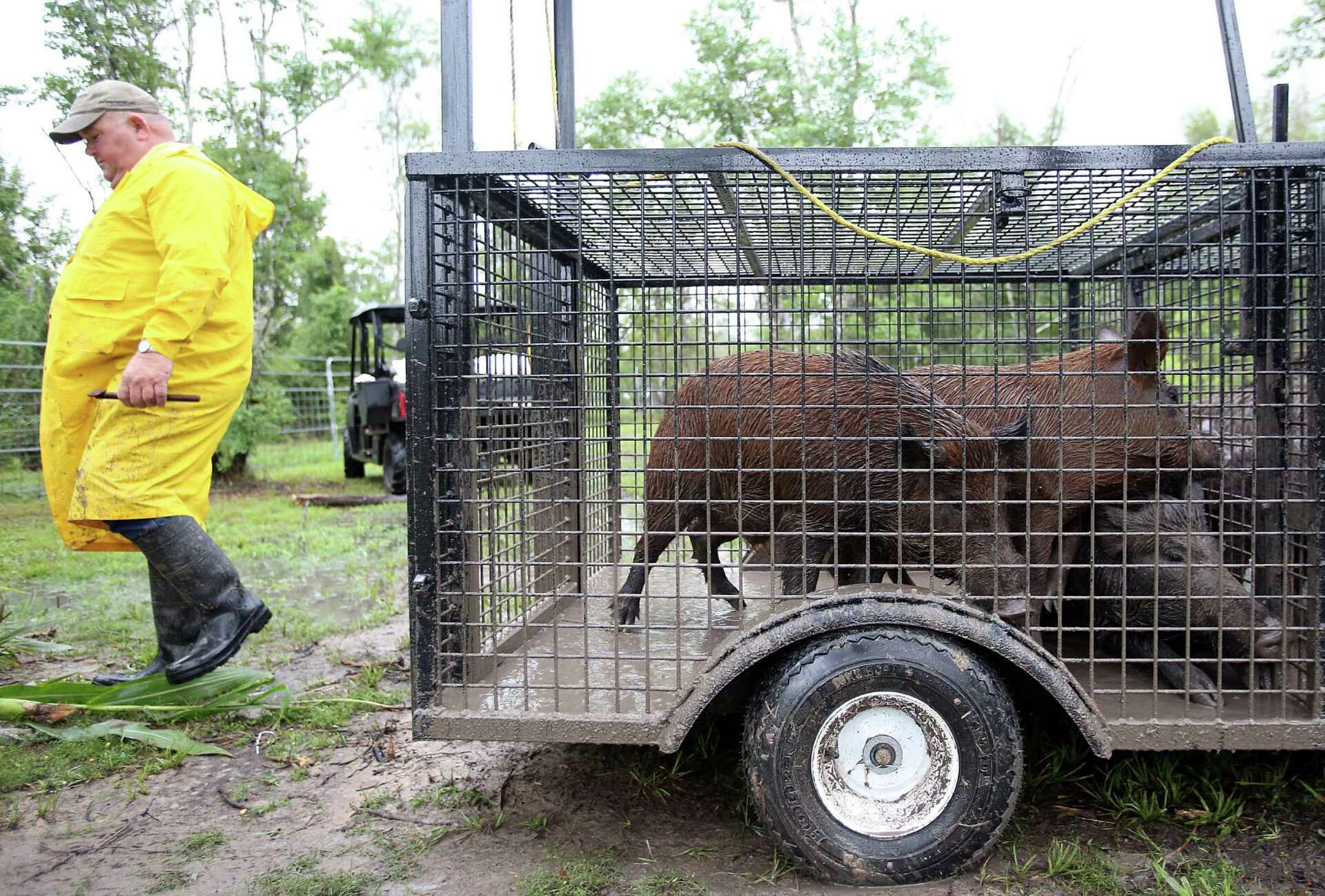 Feral hog capture program aims to protect waterways, feed poor