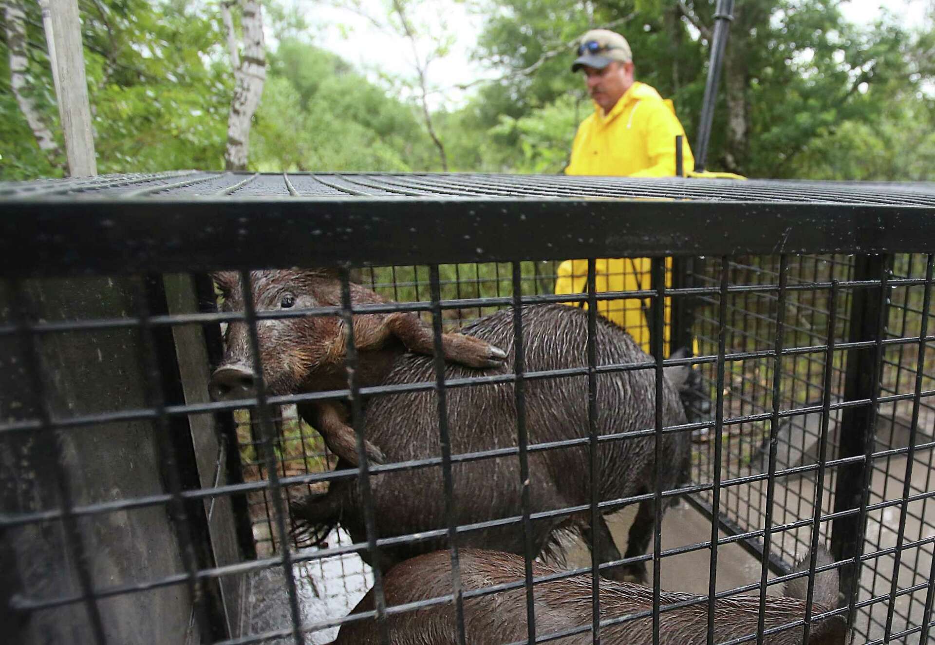 Feral hog capture program aims to protect waterways, feed poor
