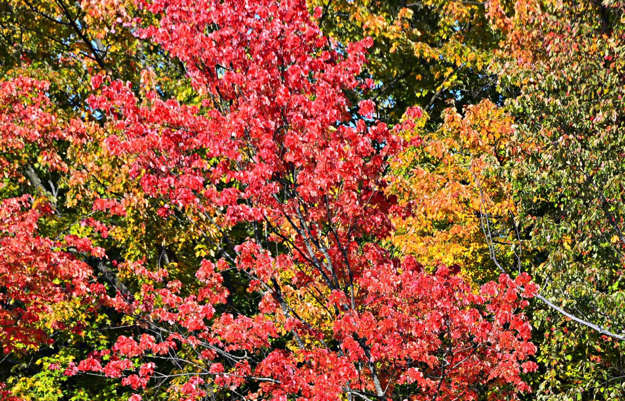How nature colors brilliant fall landscape