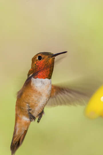 Rufous hummingbirds zip into the area during migration ...