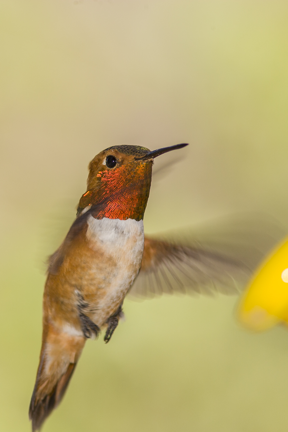 Rufous hummingbirds zip into the area during migration