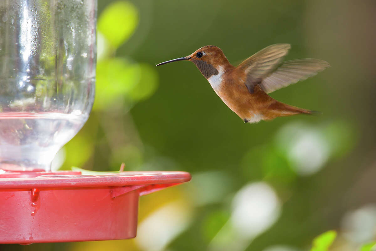 Rufous hummingbirds zip into the area during migration