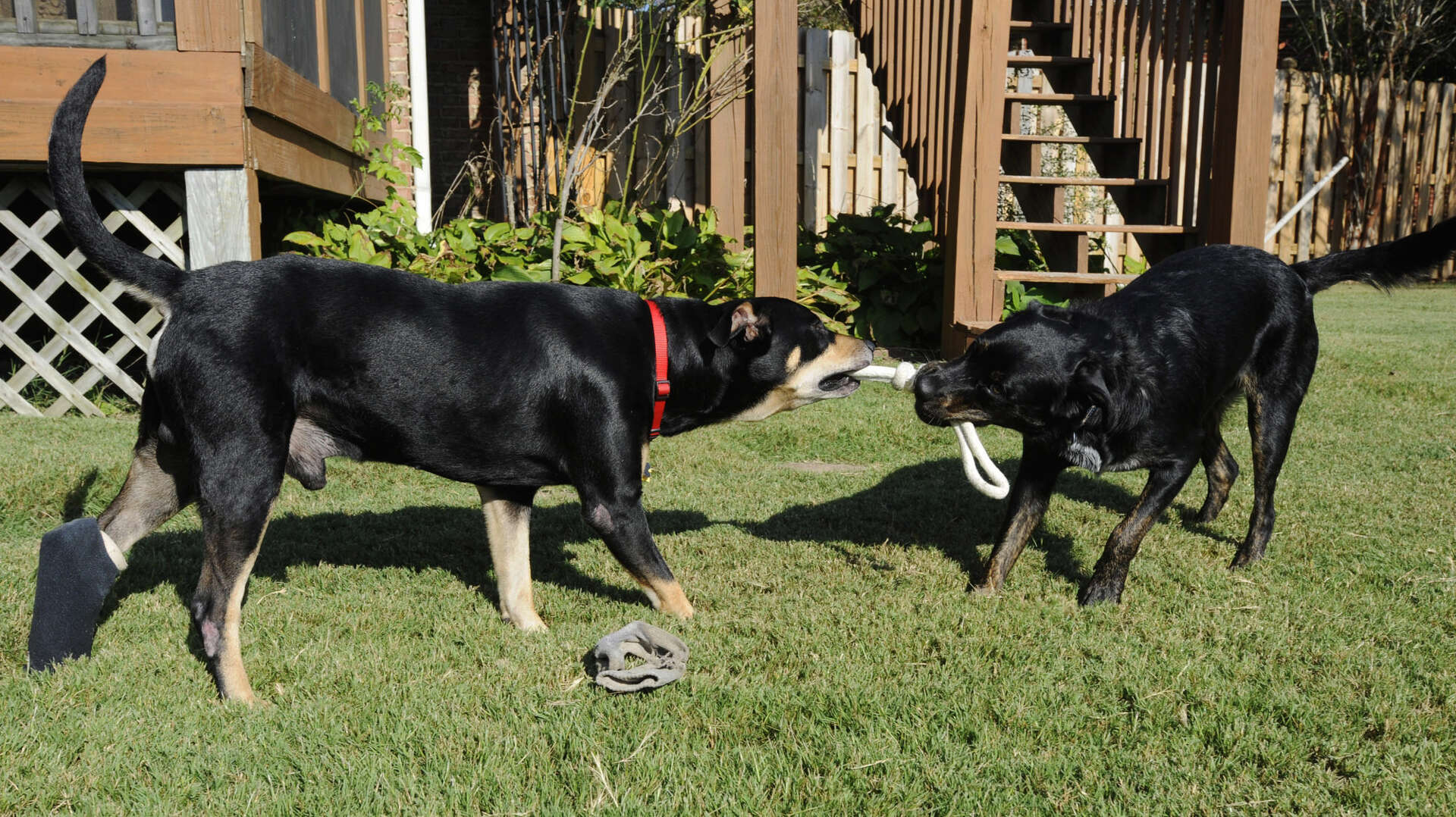 Seattle's top dog names - and assorted awesome ones