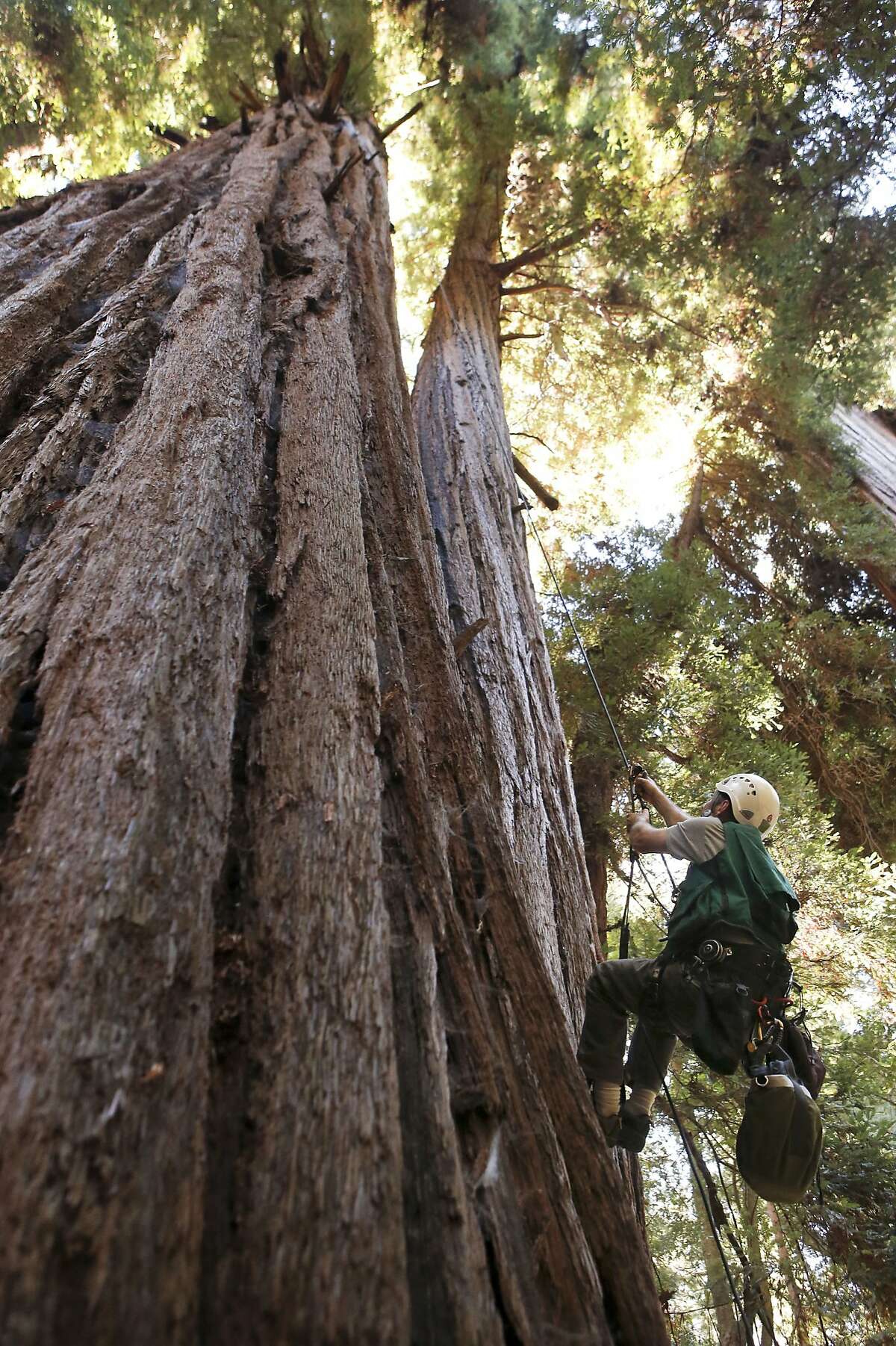 California drought: Team climbs high to assess redwoods threat