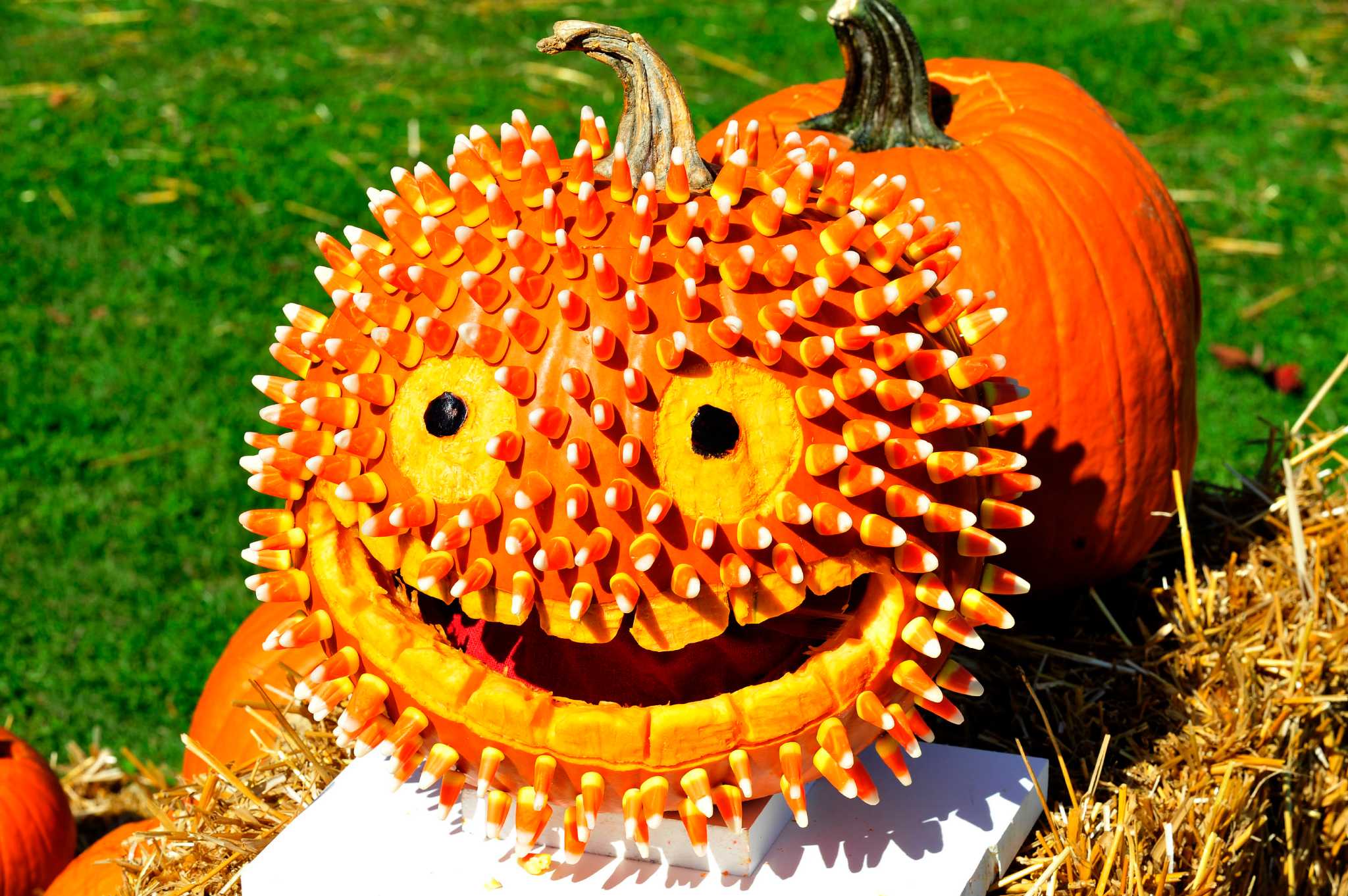 What to do in the Danbury area this weekend