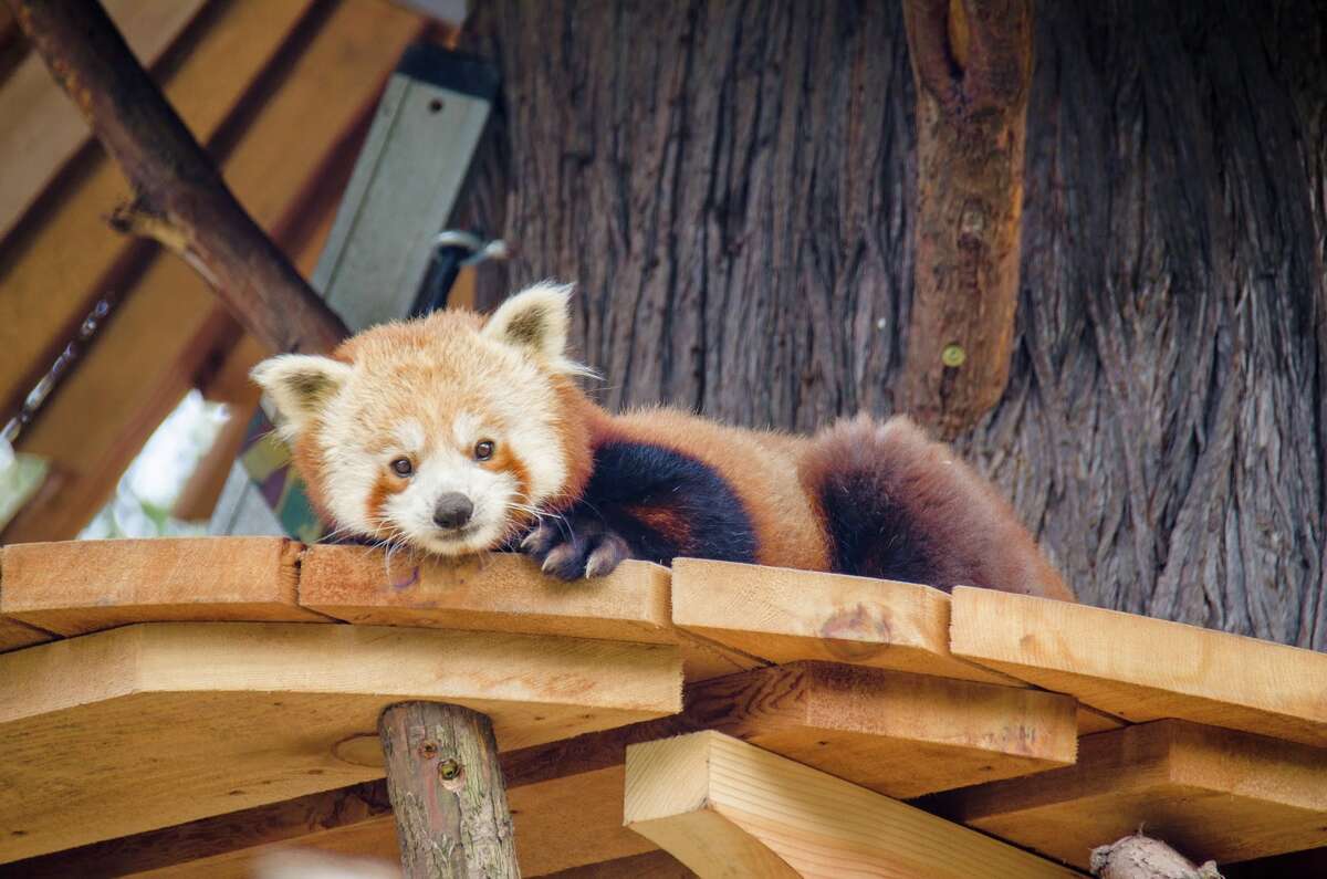 Missing red panda found safe after escaping Eureka zoo