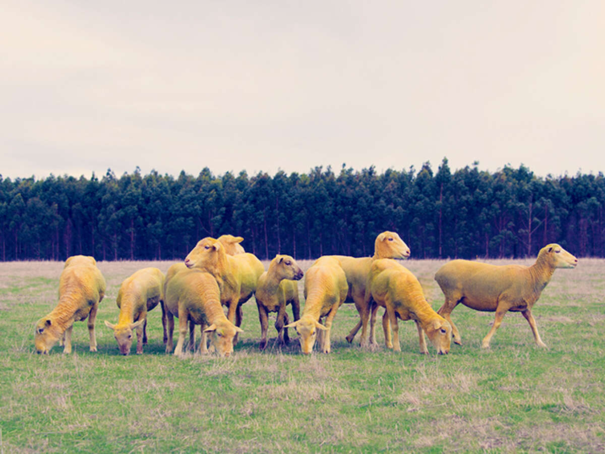 This dreamy flock of rainbow sheep is 100 percent real
