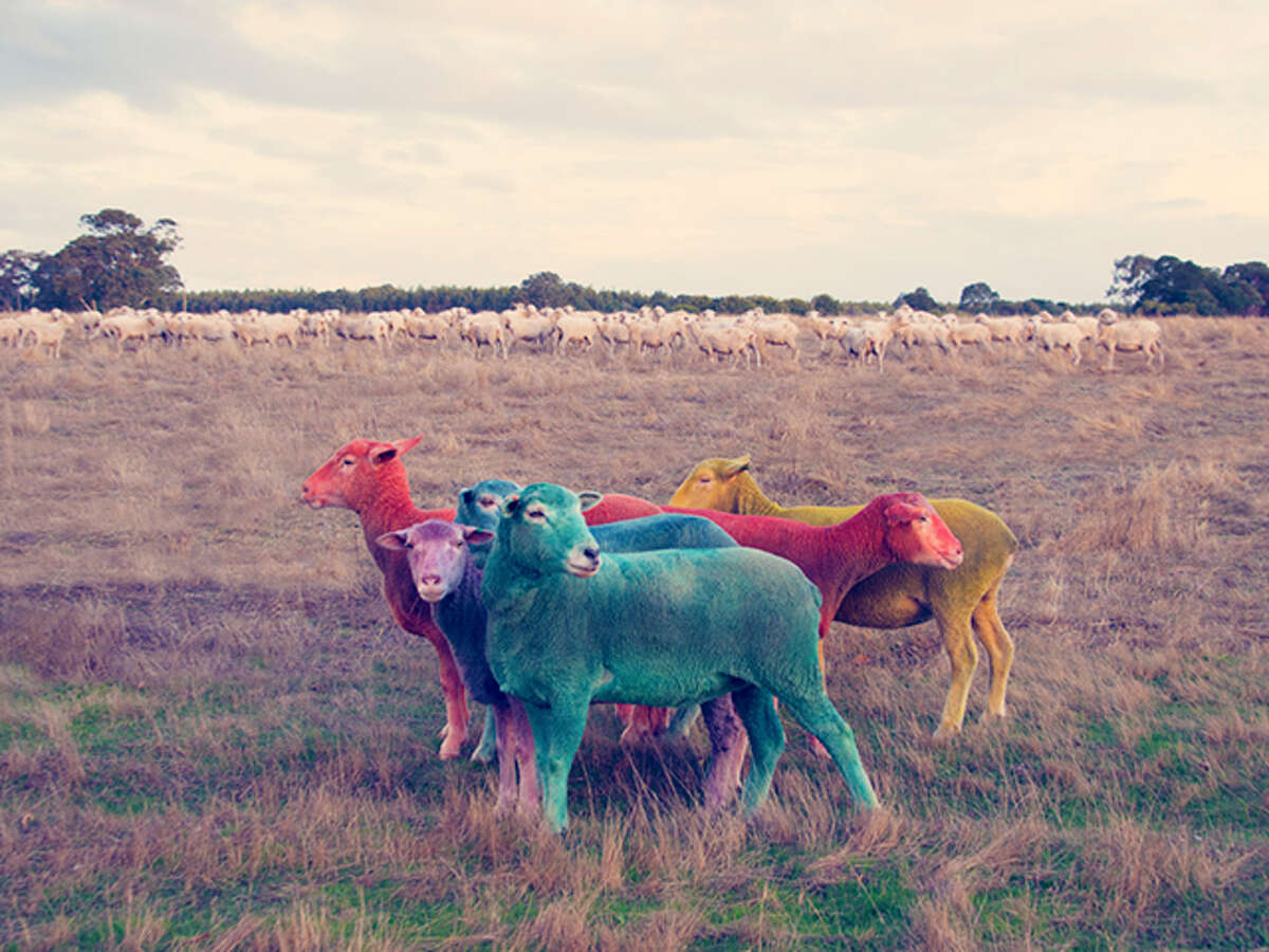 This dreamy flock of rainbow sheep is 100 percent real
