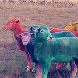 This dreamy flock of rainbow sheep is 100 percent real - Houston Chronicle