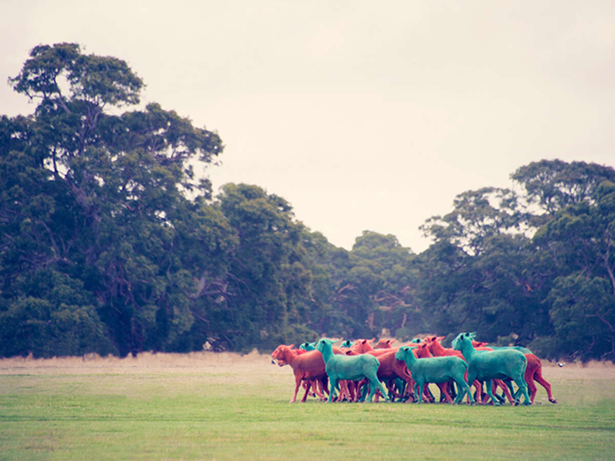 This dreamy flock of rainbow sheep is 100 percent real