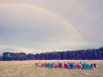 This dreamy flock of rainbow sheep is 100 percent real