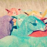 This dreamy flock of rainbow sheep is 100 percent real - Houston Chronicle