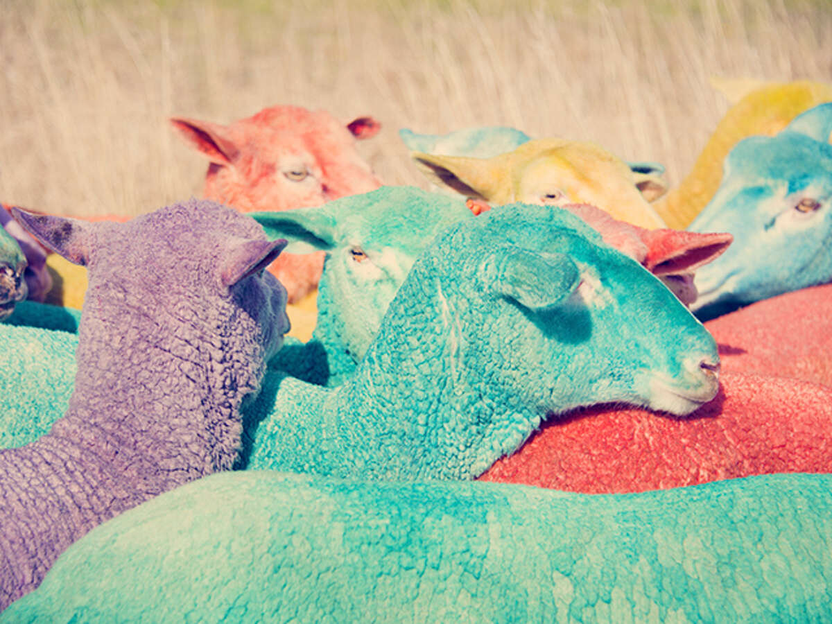 This dreamy flock of rainbow sheep is 100 percent real