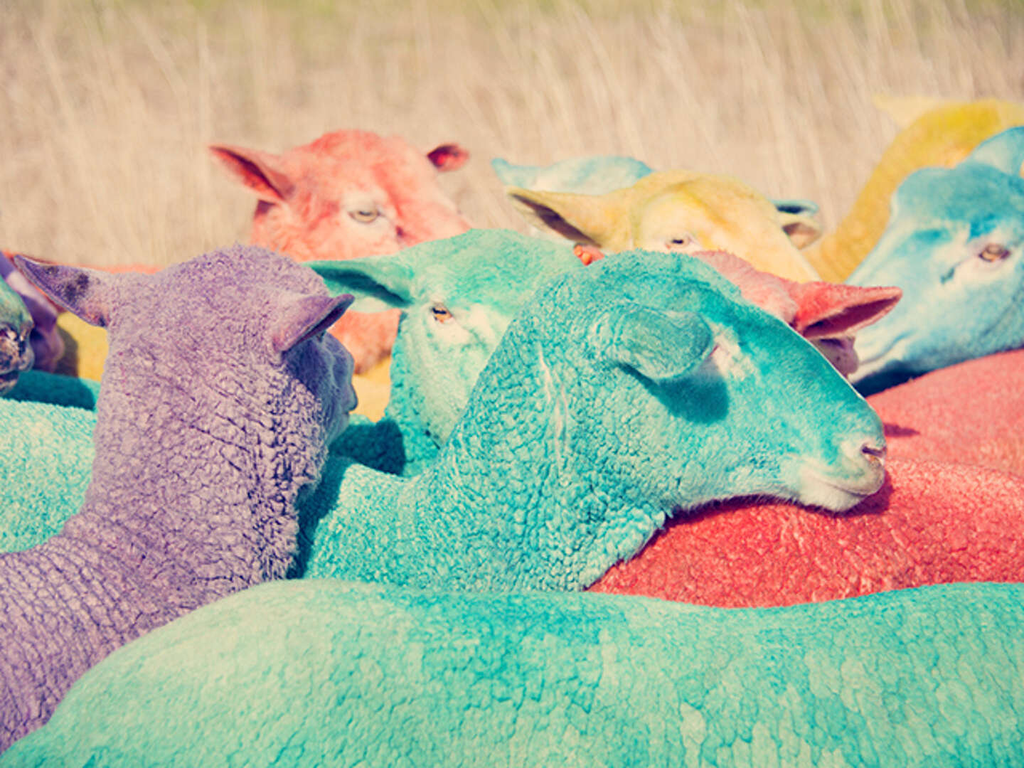 This dreamy flock of rainbow sheep is 100 percent real
