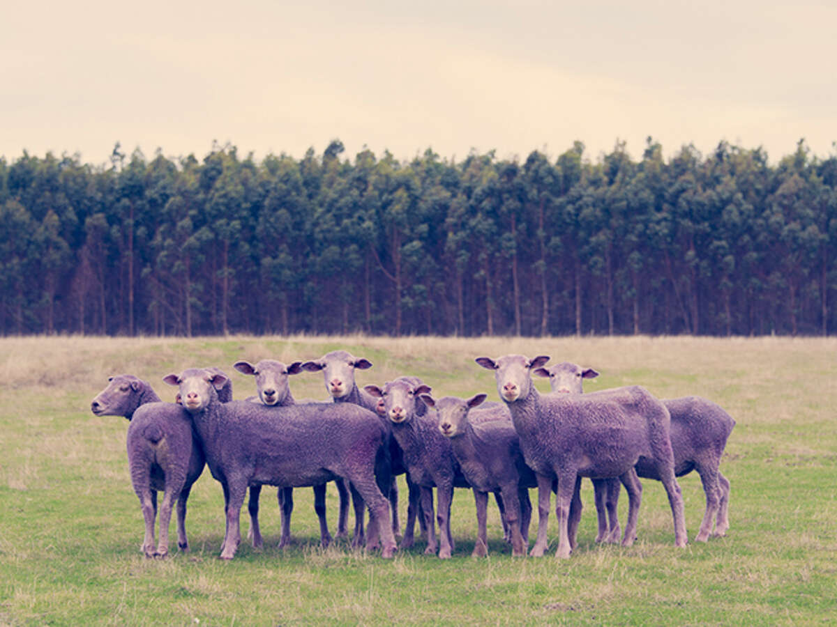This dreamy flock of rainbow sheep is 100 percent real