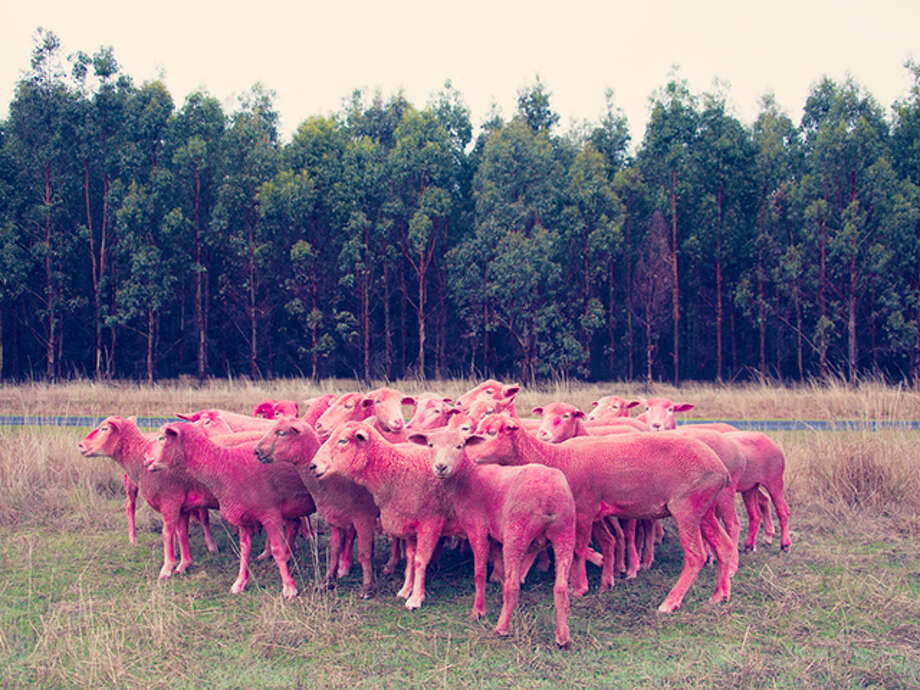 This dreamy flock of rainbow sheep is 100 percent real - Houston Chronicle