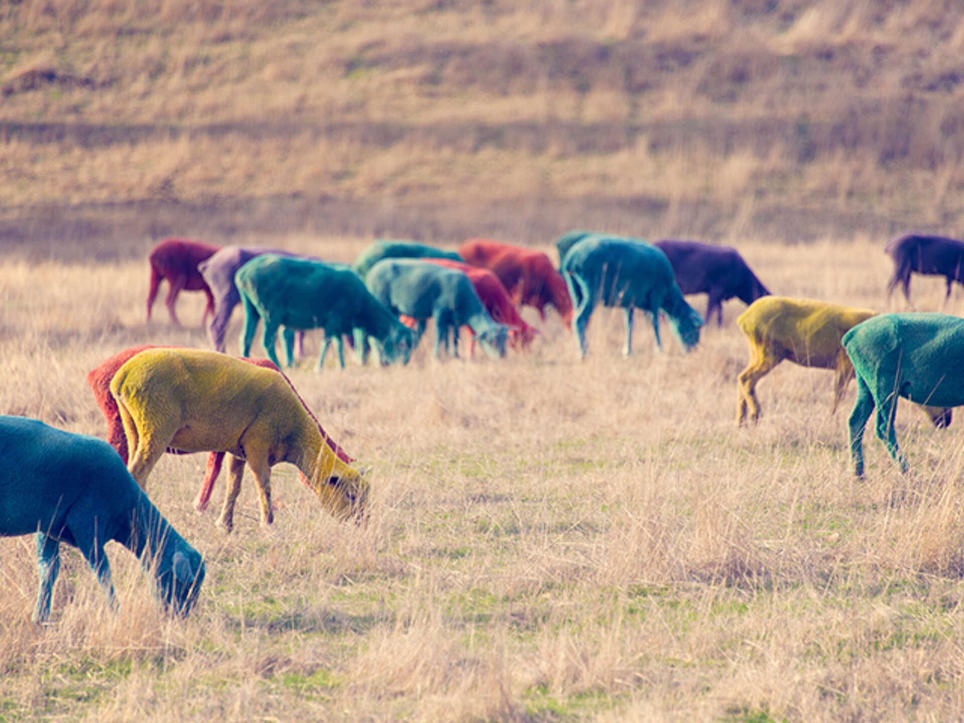 This dreamy flock of rainbow sheep is 100 percent real