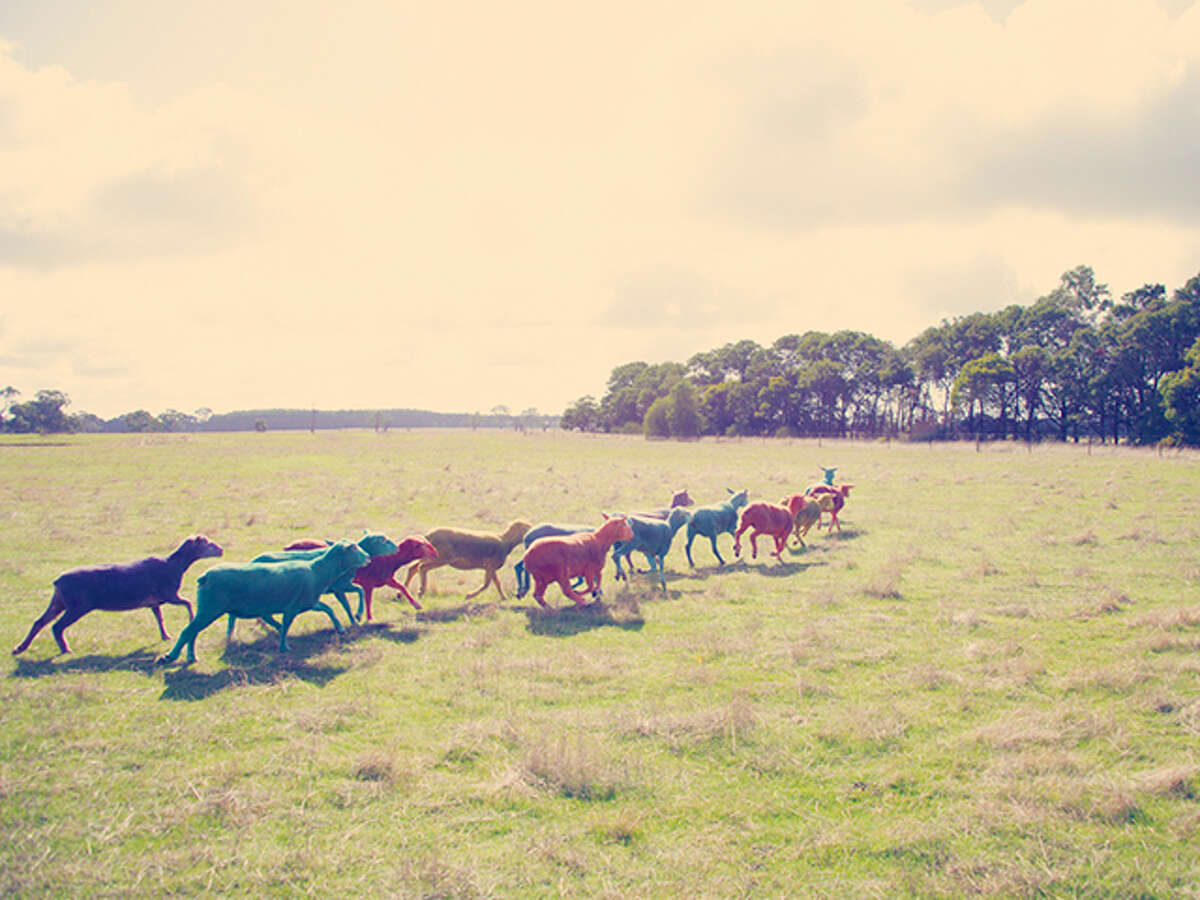 This dreamy flock of rainbow sheep is 100 percent real