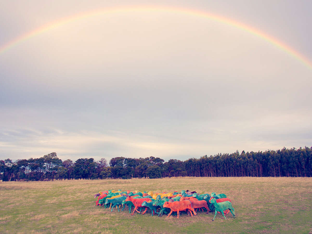 This dreamy flock of rainbow sheep is 100 percent real
