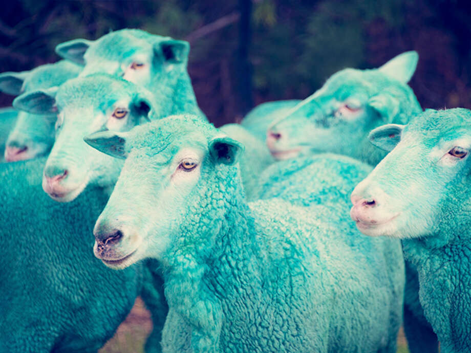 This dreamy flock of rainbow sheep is 100 percent real - Houston Chronicle