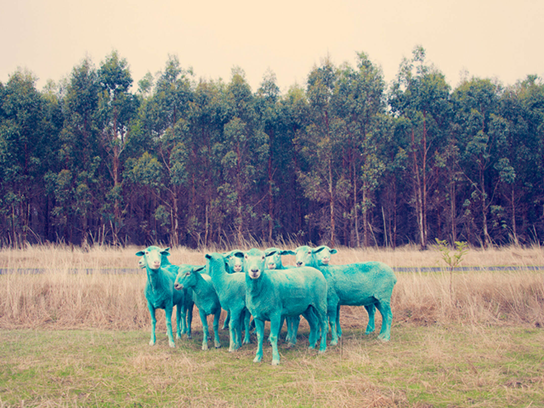 This dreamy flock of rainbow sheep is 100 percent real