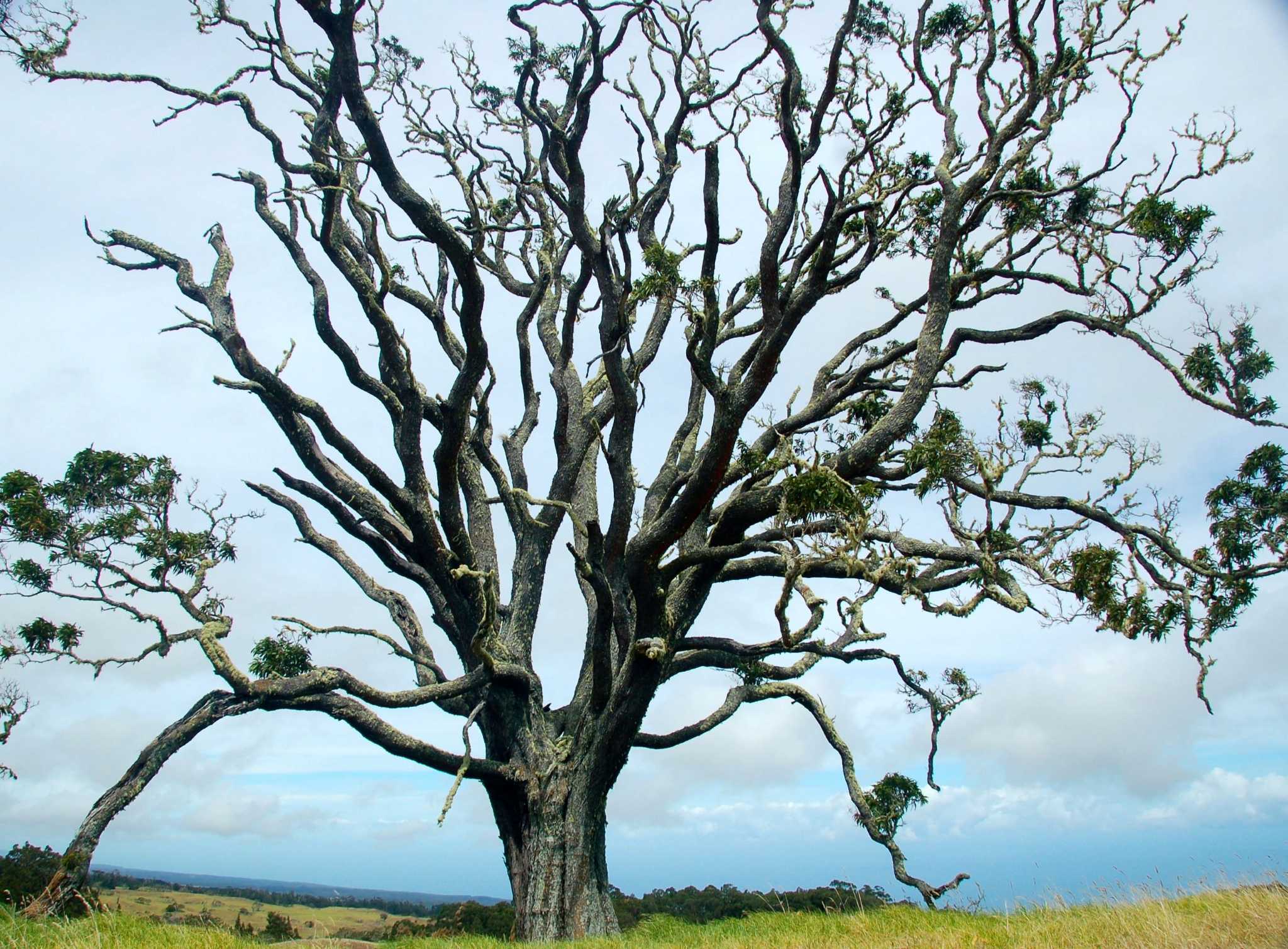 Koa reforestation a living legacy of trees on Big Island