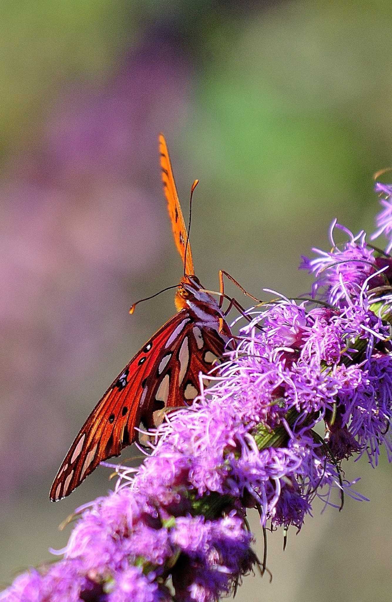 Visit the Cockrell sale for butterfly plants