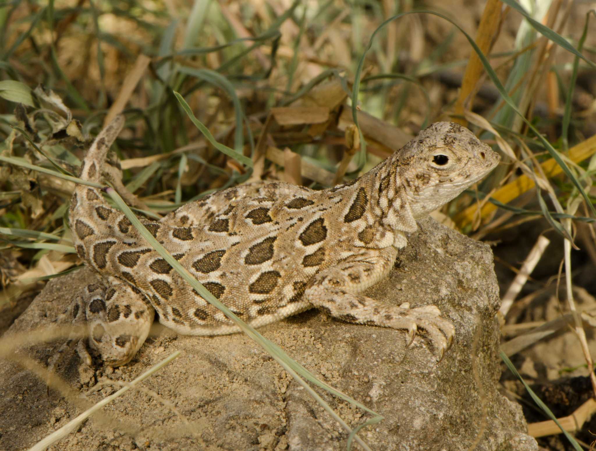 Just between us endangered critters ...