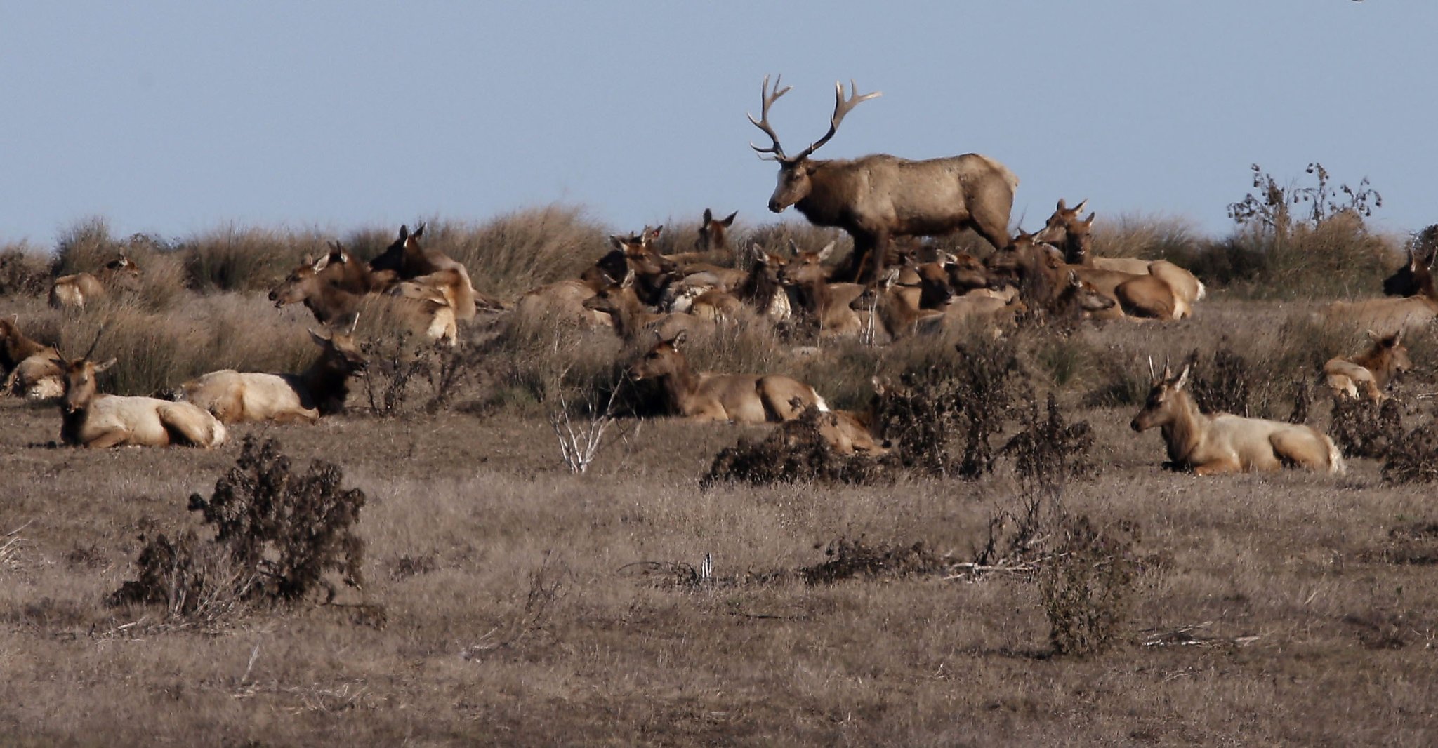 Conservationists upset as much of Point Reyes elk herd dies