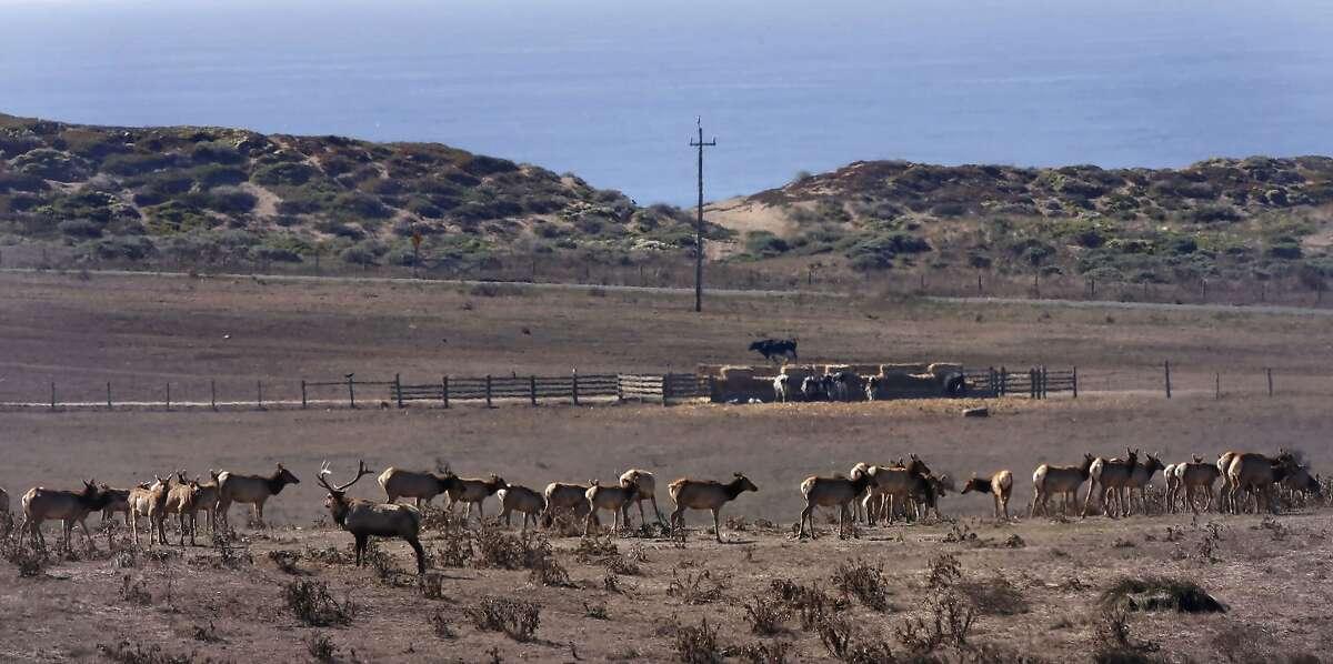 Conservationists upset as much of Point Reyes elk herd dies