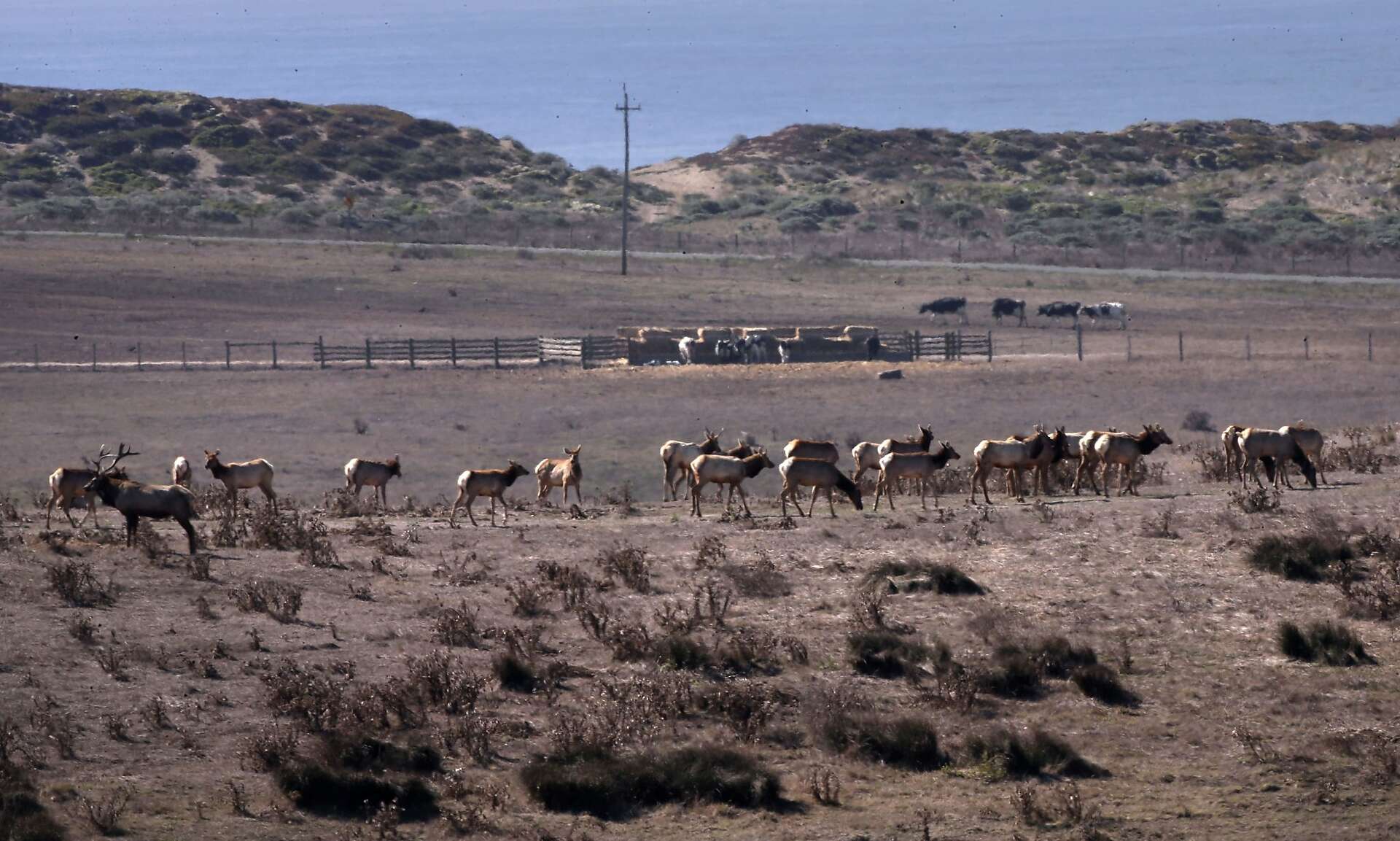 Conservationists upset as much of Point Reyes elk herd dies