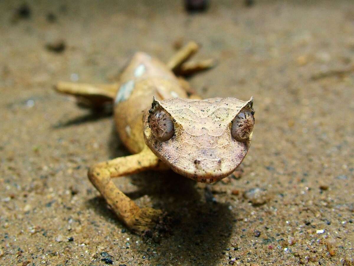 Experience the wildlife of Madagascar