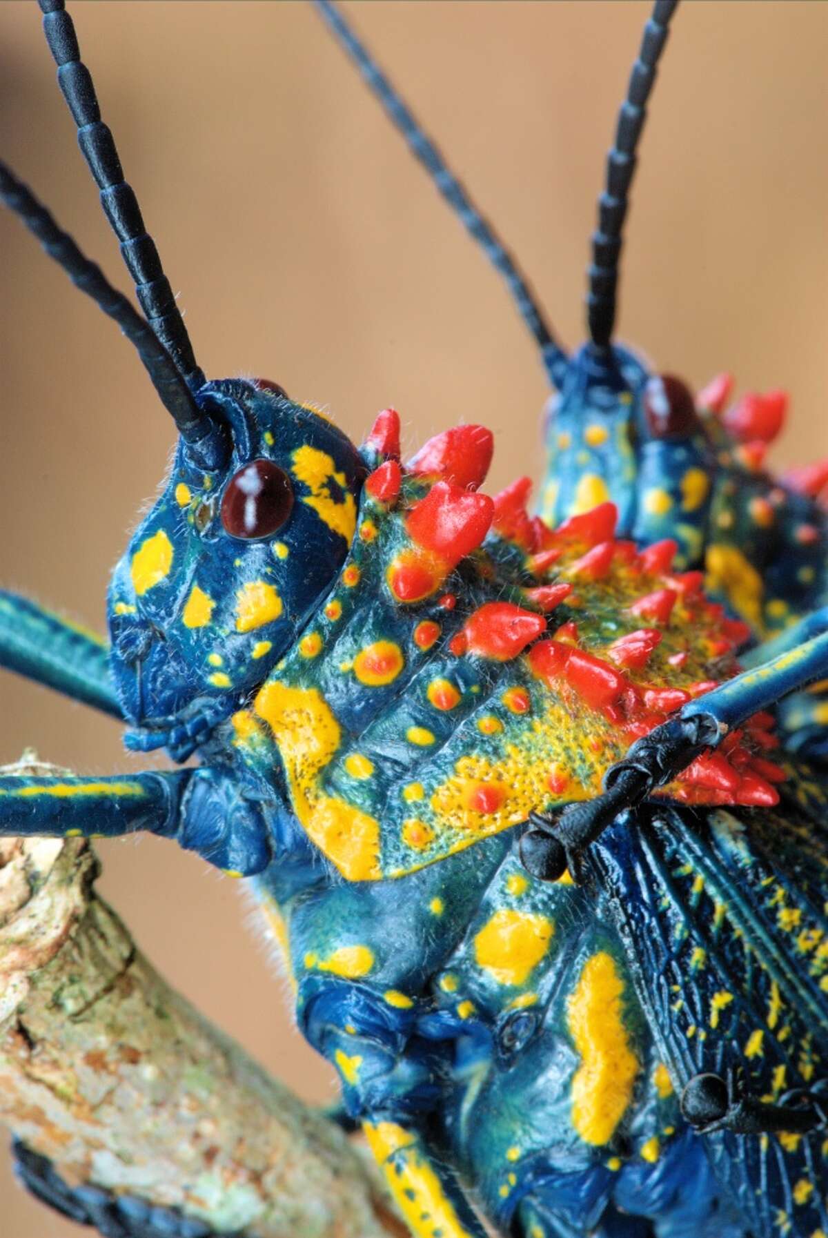 Experience the wildlife of Madagascar