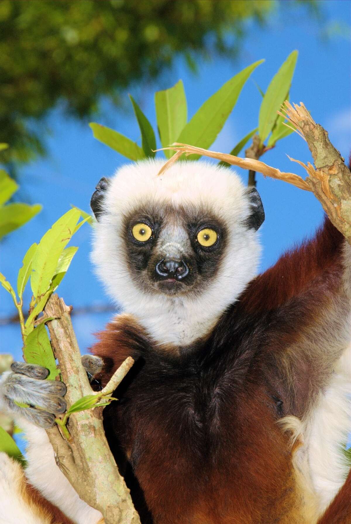 Experience the wildlife of Madagascar