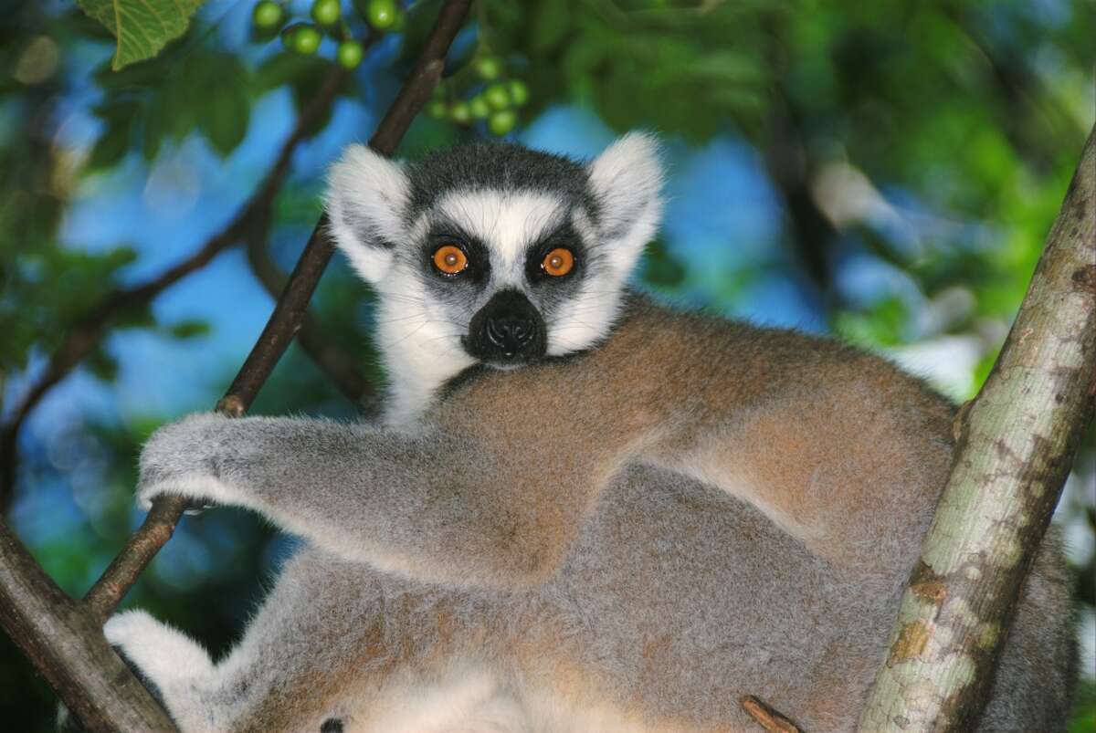Experience the wildlife of Madagascar