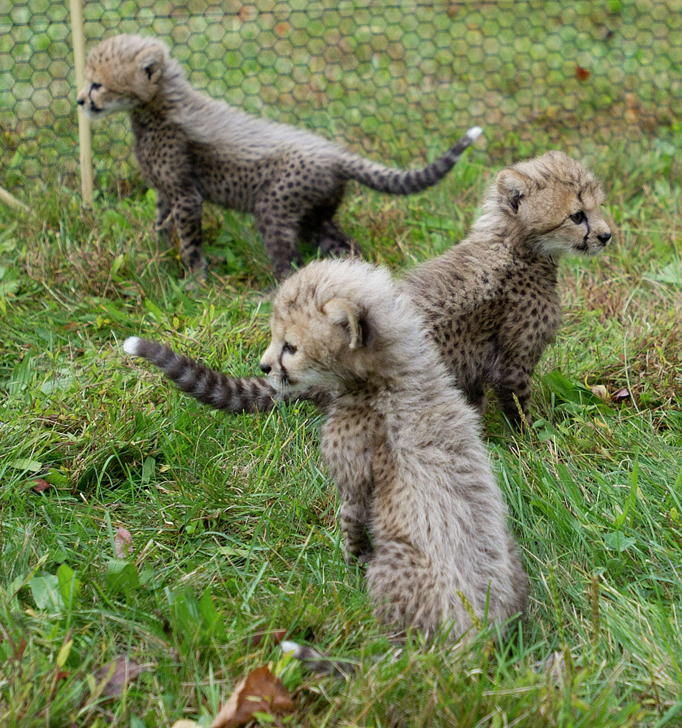 Greenwich cheetah cubs carry on rare genetic line