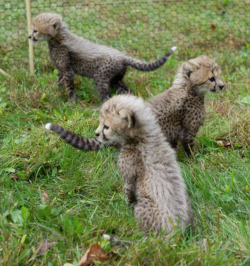 Greenwich cheetah cubs carry on rare genetic line