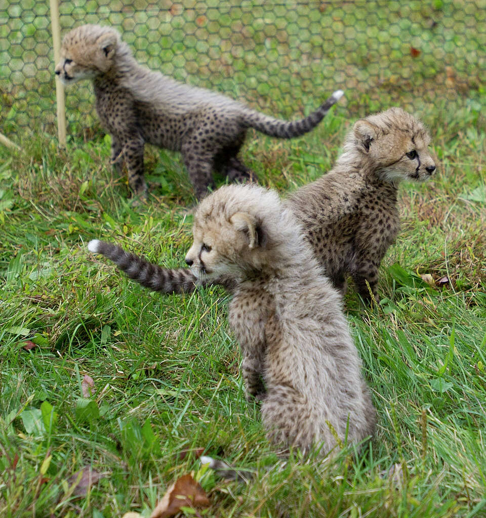 Greenwich cheetah cubs carry on rare genetic line