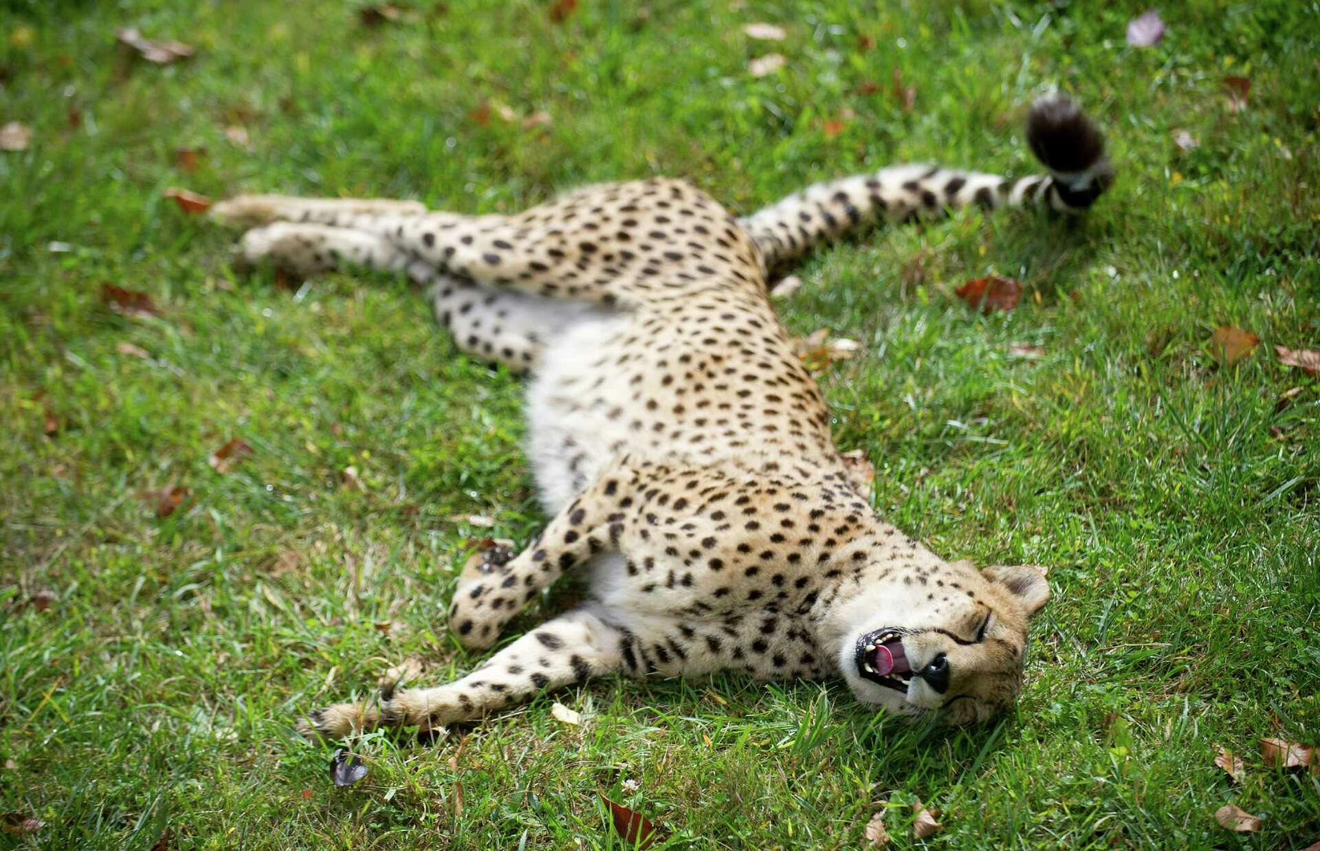 Greenwich cheetah cubs carry on rare genetic line