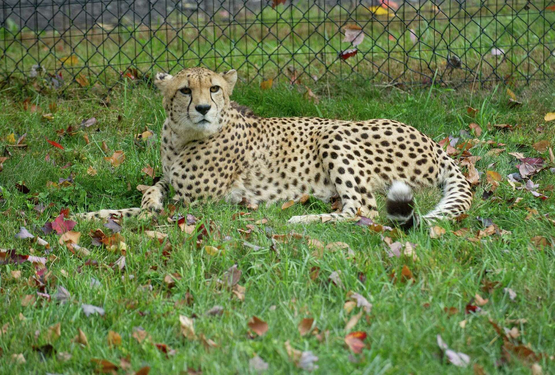 Greenwich cheetah cubs carry on rare genetic line