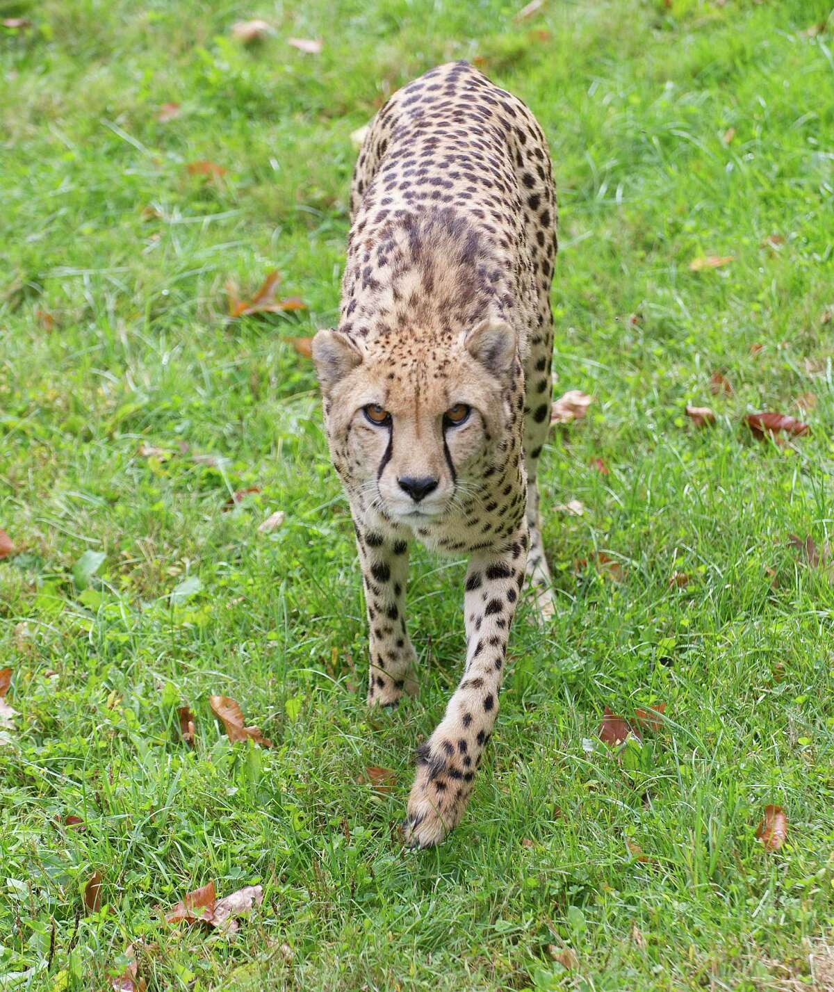 Greenwich cheetah cubs carry on rare genetic line