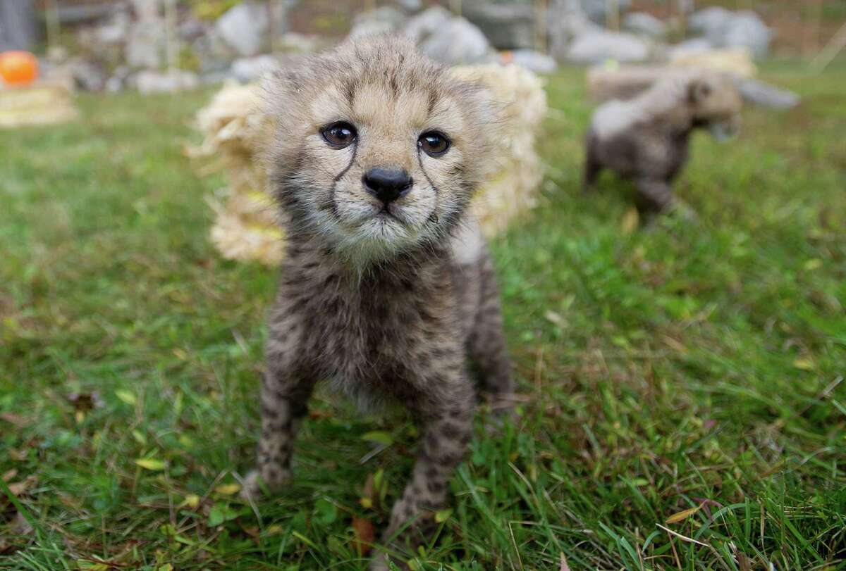Greenwich cheetah cubs carry on rare genetic line