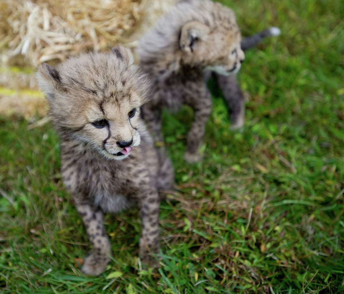 Greenwich cheetah cubs carry on rare genetic line