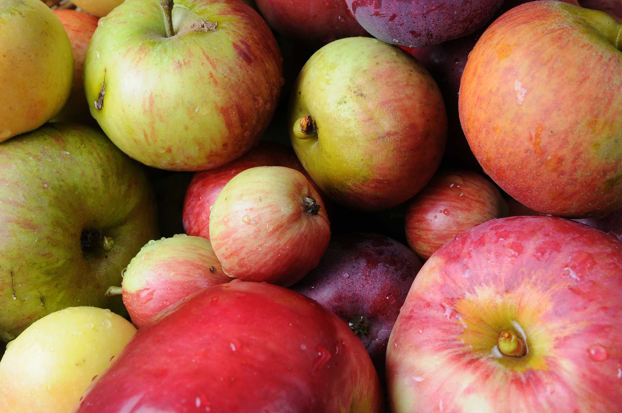 Weekend in Monterey: Heritage apple tasting