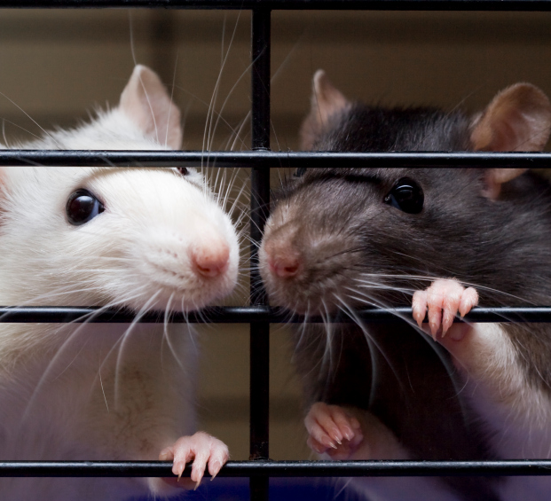 The 15 most rat-infested cities in America