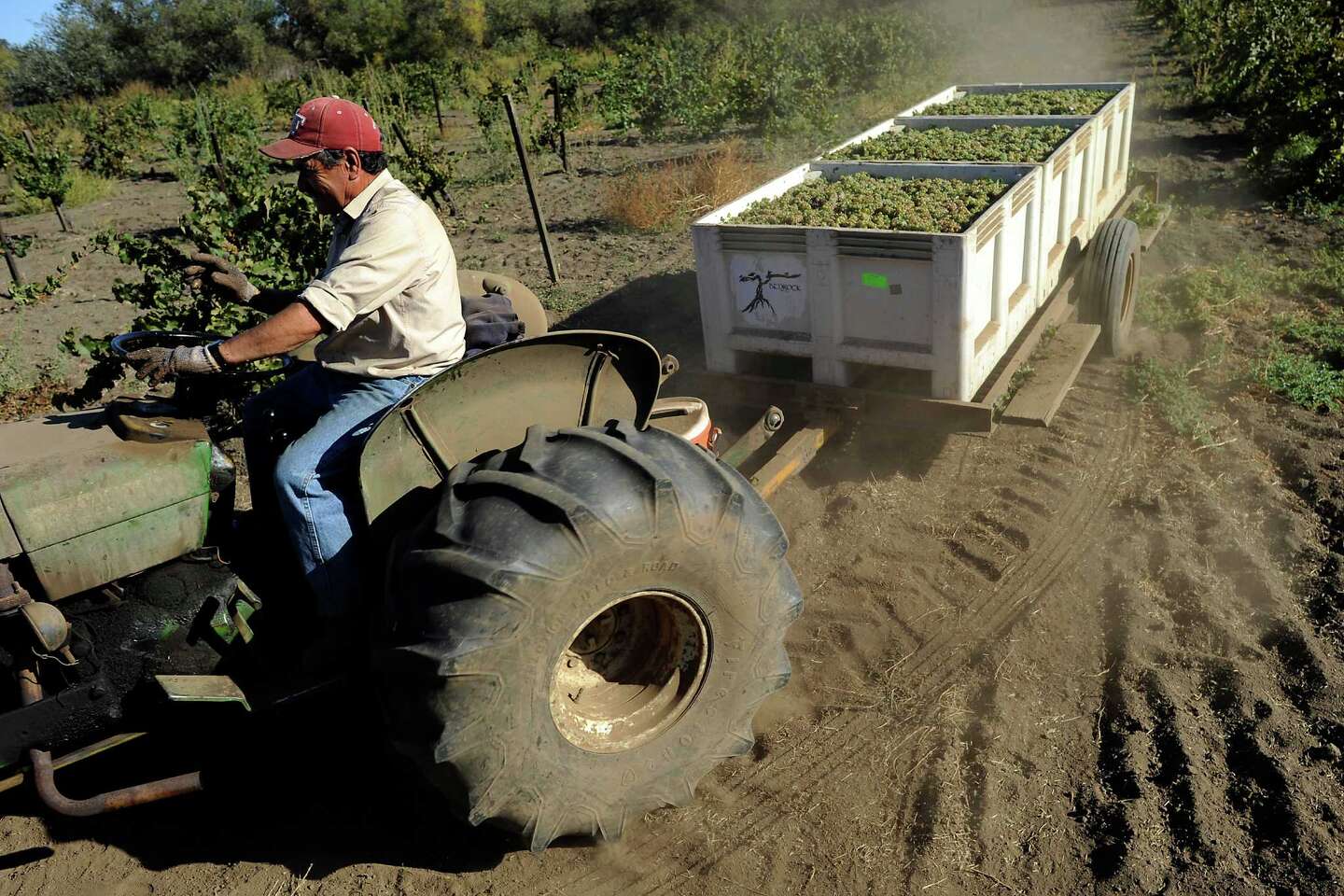 Early pickings, and unnerving omens, in 2014’s wine harvest