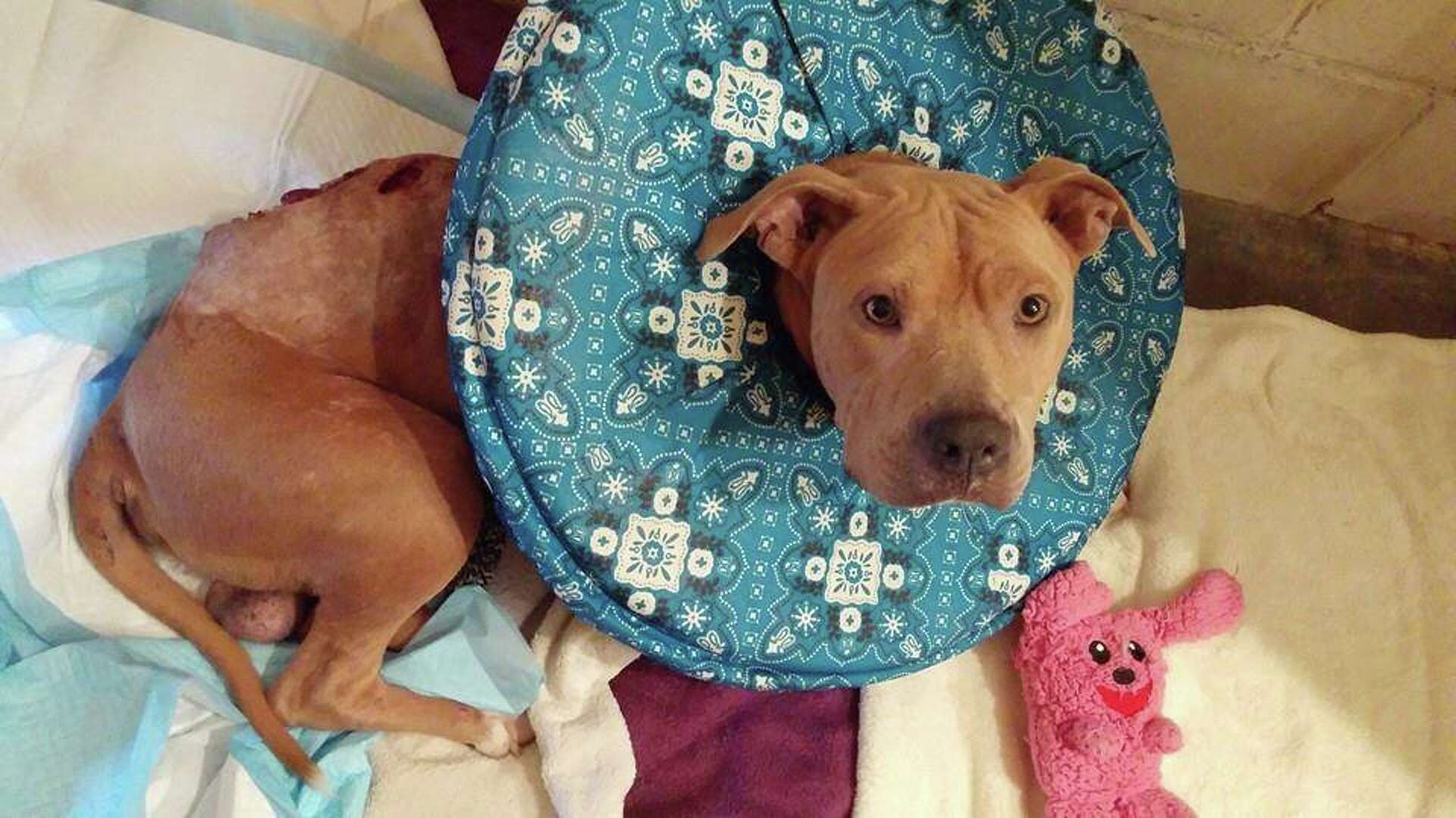 Stray dog makes amazing comeback after surviving huge gunshot wound